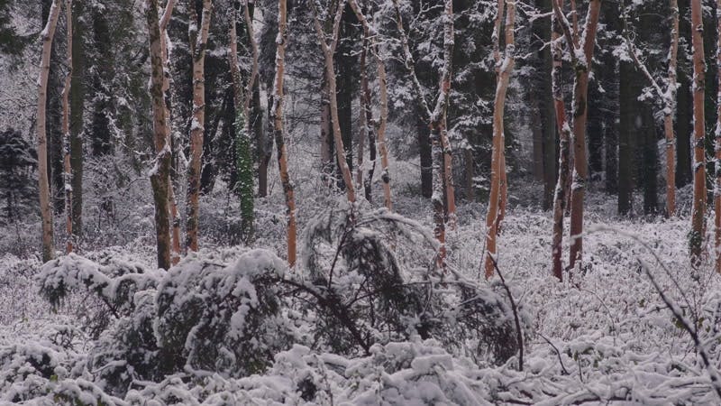 Snowflakes, Winter, Trees, Forest by Timothy McGlinchey – Stock Footage ...