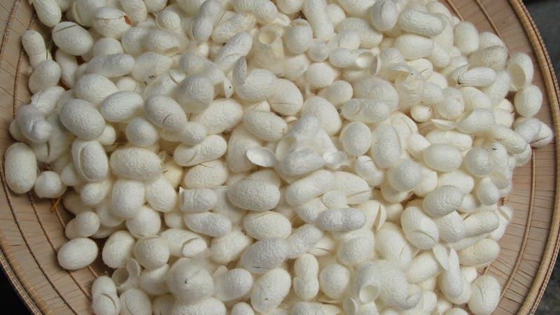 Silk, Cocoon, Fiber, Spool by BOREALE VISION – Stock Footage | Artlist