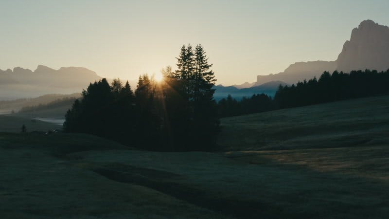 Sunlight, Tree, Field, Alps by Jonathan Stütz – Stock Footage | Artlist