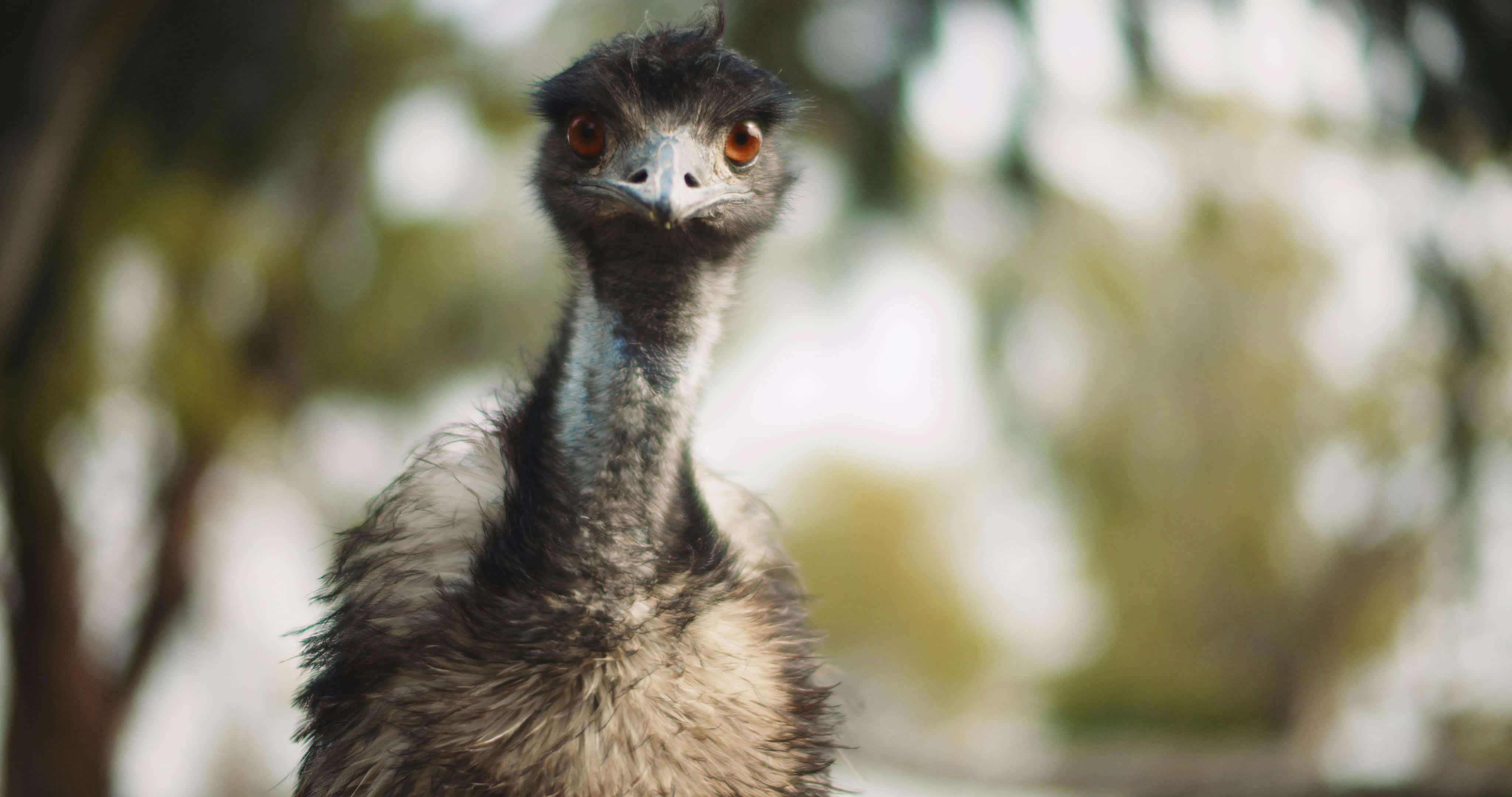 Discover emu-farm, a story-driven footage | Artlist