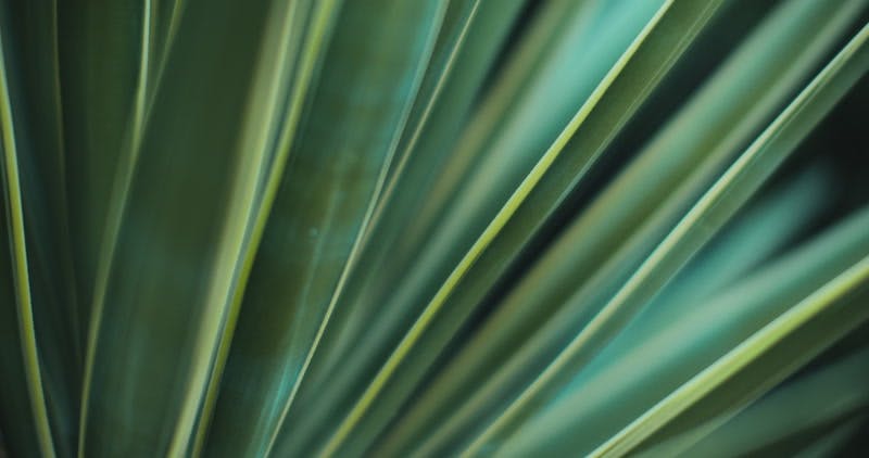 Green, Pointy, Spiky, Plants by Monster Filmmakers – Stock Footage ...