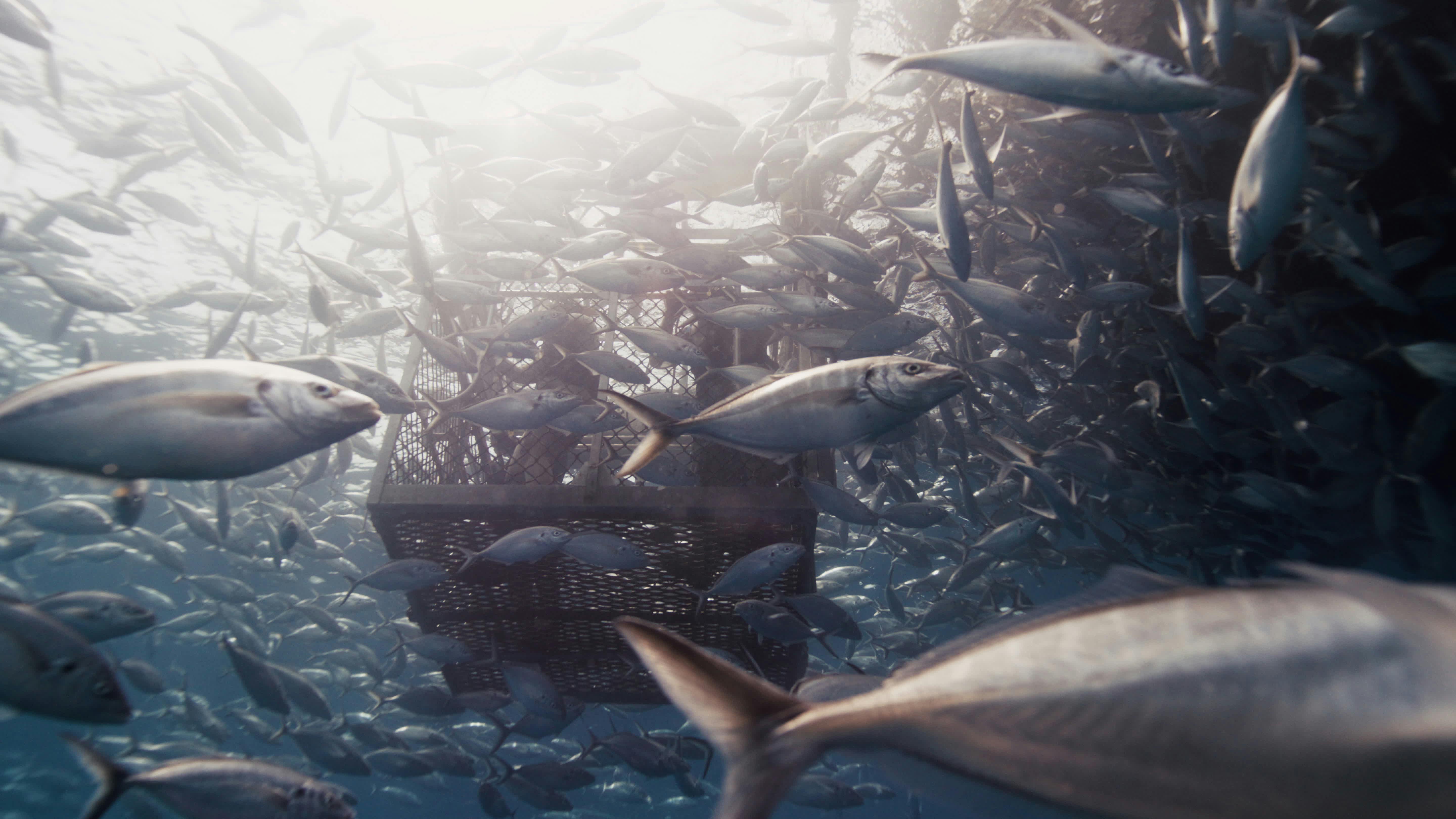 Discover fish, a story-driven footage | Artlist