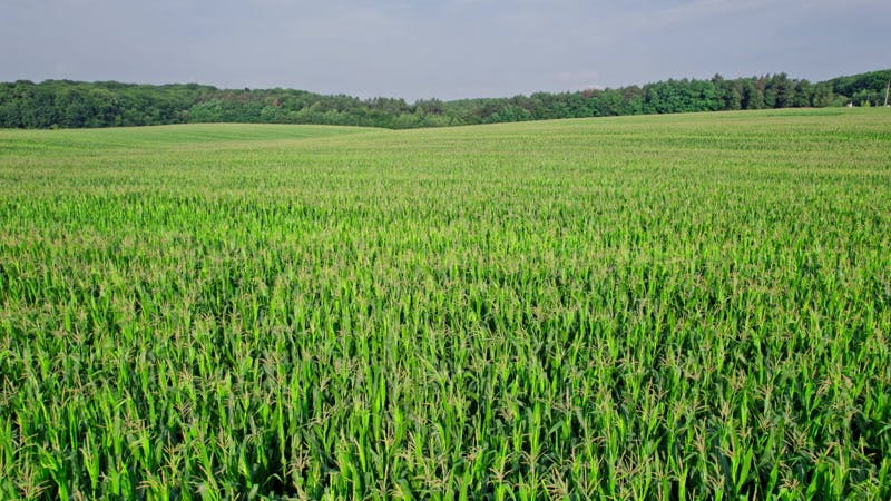 Cropland, Farmland, Green, Corn by Denys Hrishyn – Stock Footage | Artlist