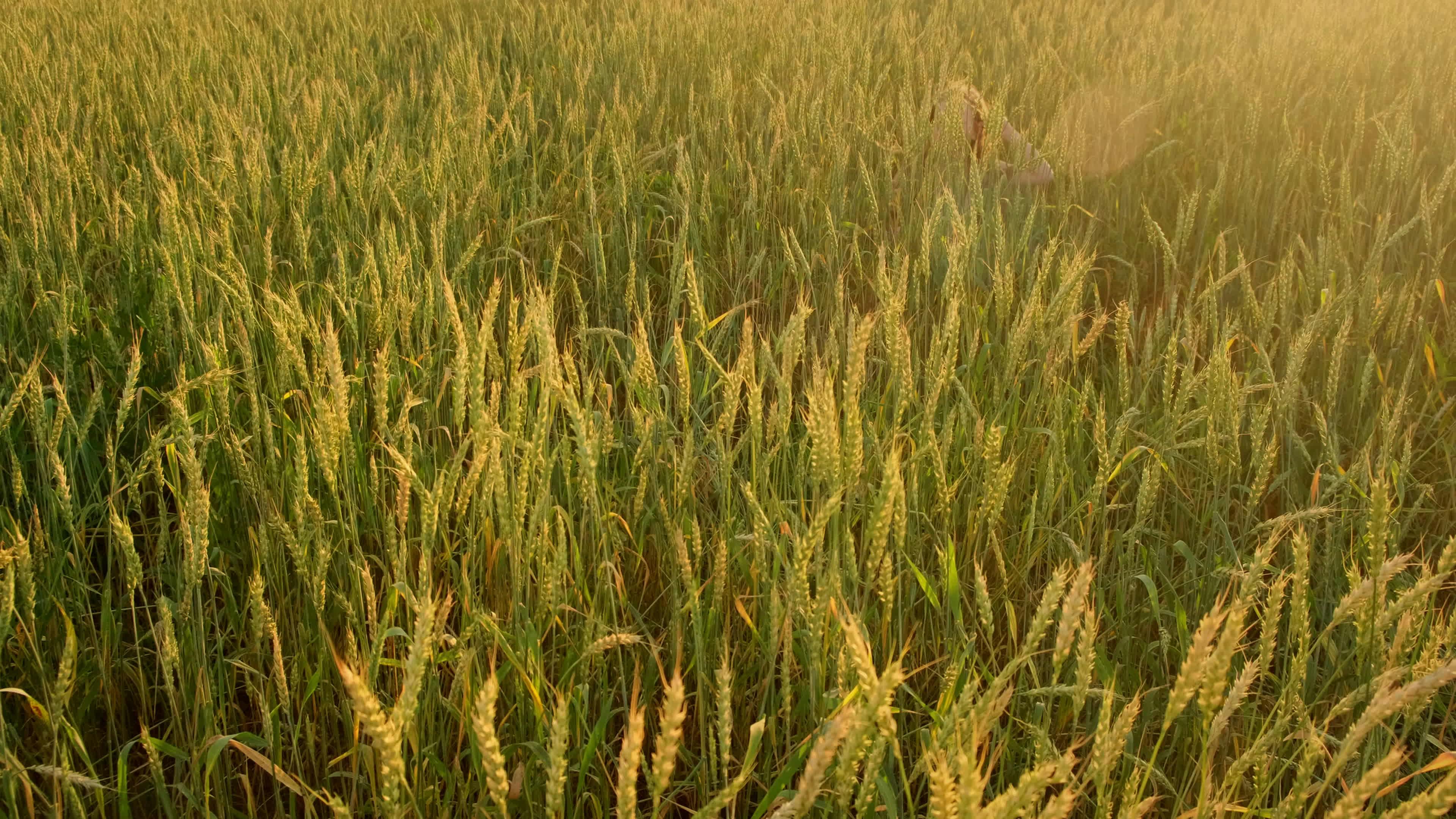 Discover family-in-a-wheat-field, a story-driven footage | Artlist