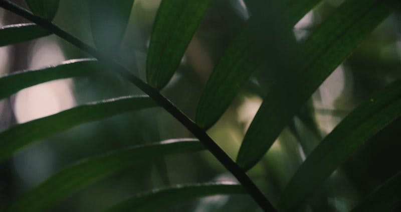 Australia, Greenery, Green, Lush by Brad Day – Stock Footage | Artlist