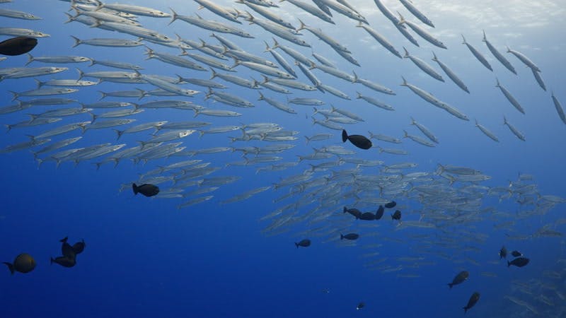 Shoal, Blue, Marine Life, Rangiroa by Gilles Charvet – Stock Footage ...