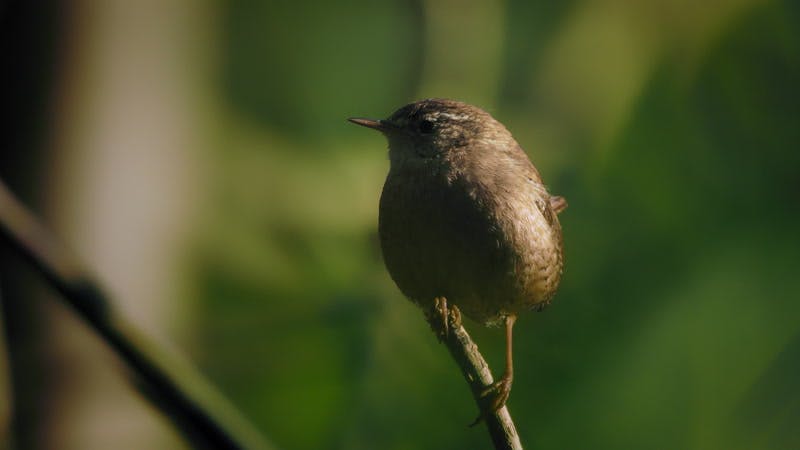 Eurasian-wren, Bird, Tree-branch, Song-bird by Lukas Pich – Stock ...
