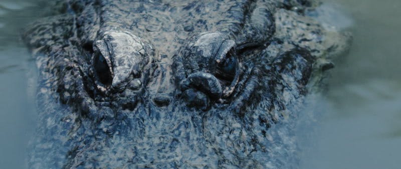 Bite, Creature, Water, Wild by Ami Bornstein – Stock Footage | Artlist