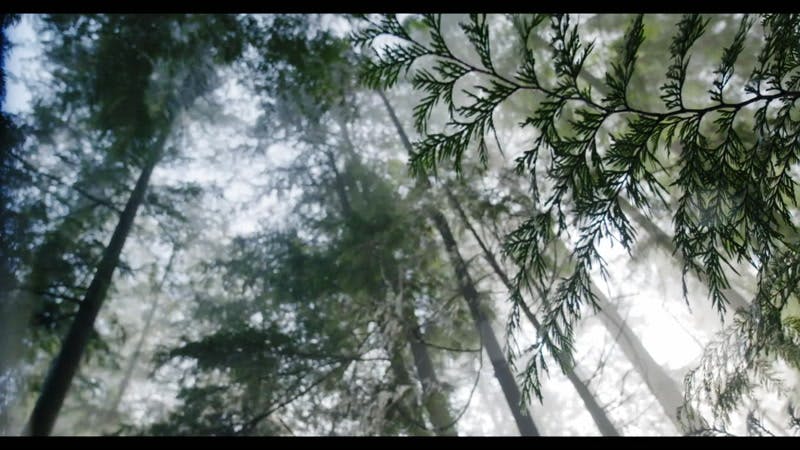Trees, Light, Forest, Low Angle by Andreas Psaltis – Stock Footage ...