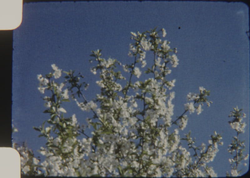 Cherry Tree, Perforations, Retro, 8mm by Kristian Ozer Kettner – Stock ...