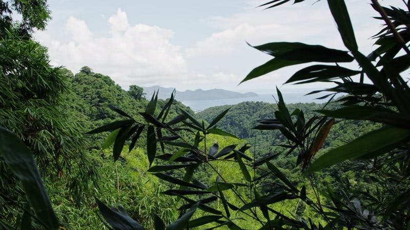 Mountain, Forest, Martinique, Rainforest by BOREALE VISION – Stock ...