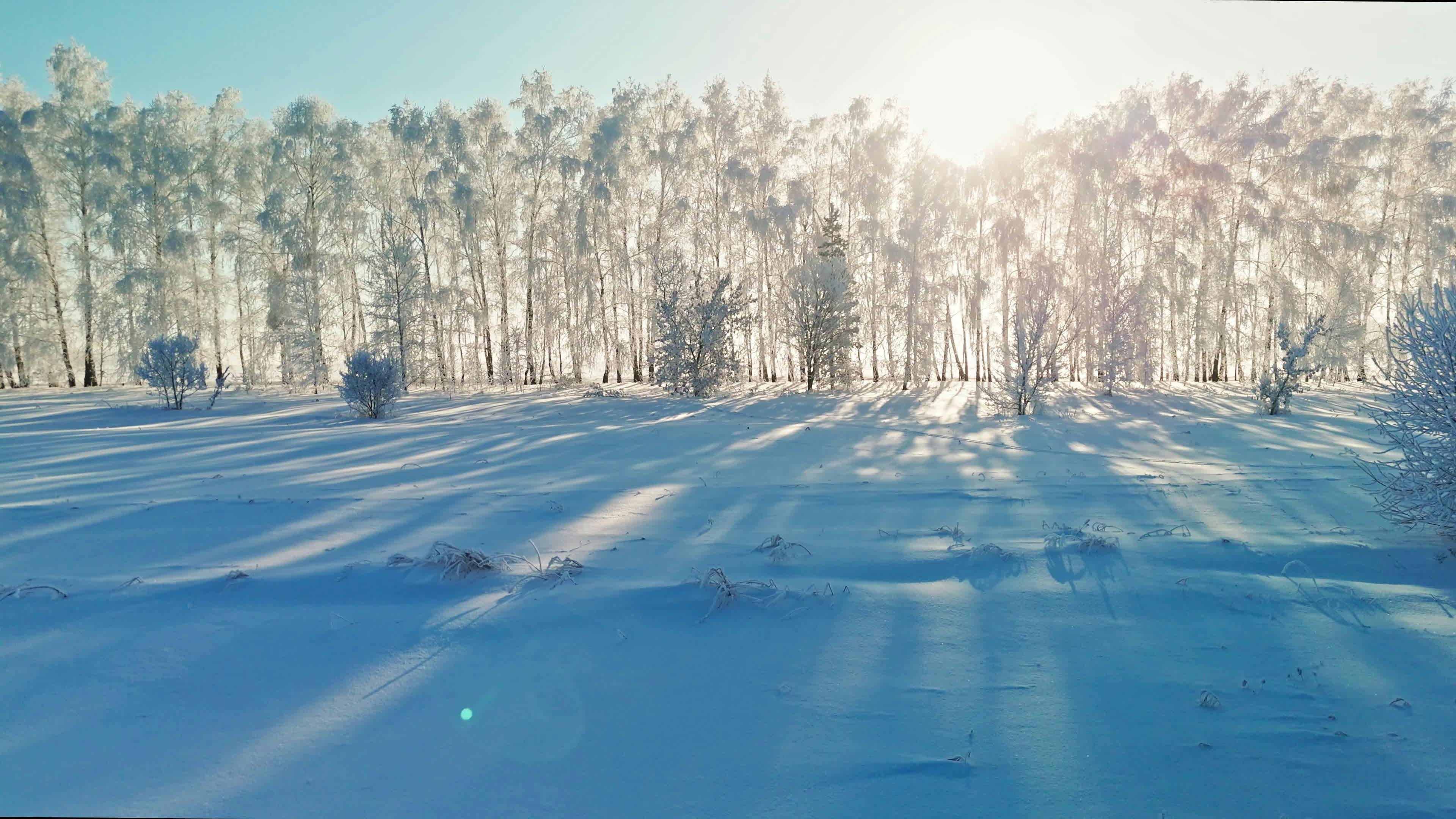 Discover winter-forest, a story-driven footage | Artlist