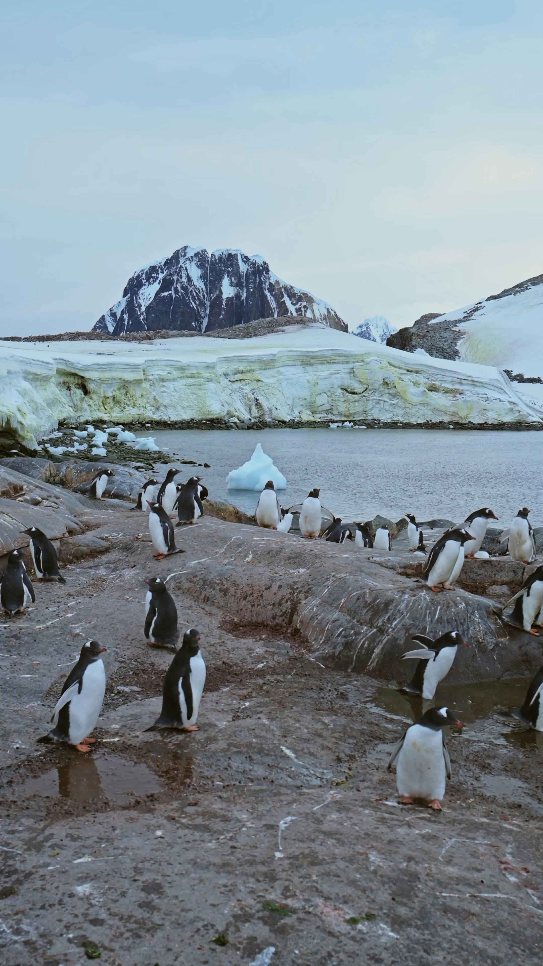 Discover penguins-of-antarctica, a story-driven footage | Artlist