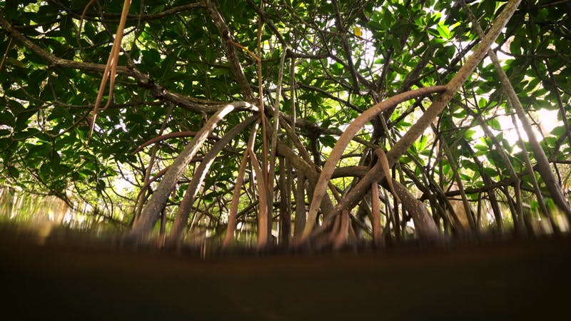 Mangroves, Swamp, Shrub, Plants by Day's Edge Productions – Stock ...