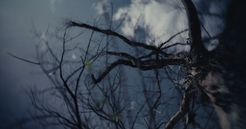 Snag, Tree, Branch, Wood by Stephen Johnson – Stock Footage | Artlist