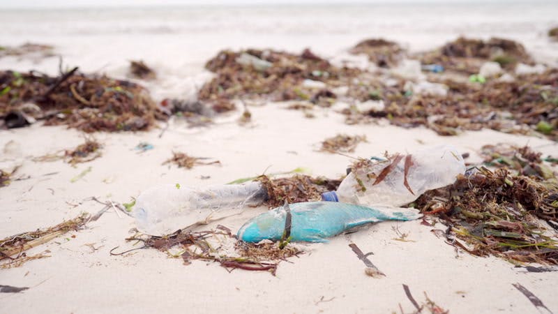 Fish, Dead, Plastic, Pollution by Real People Stories – Stock Footage ...
