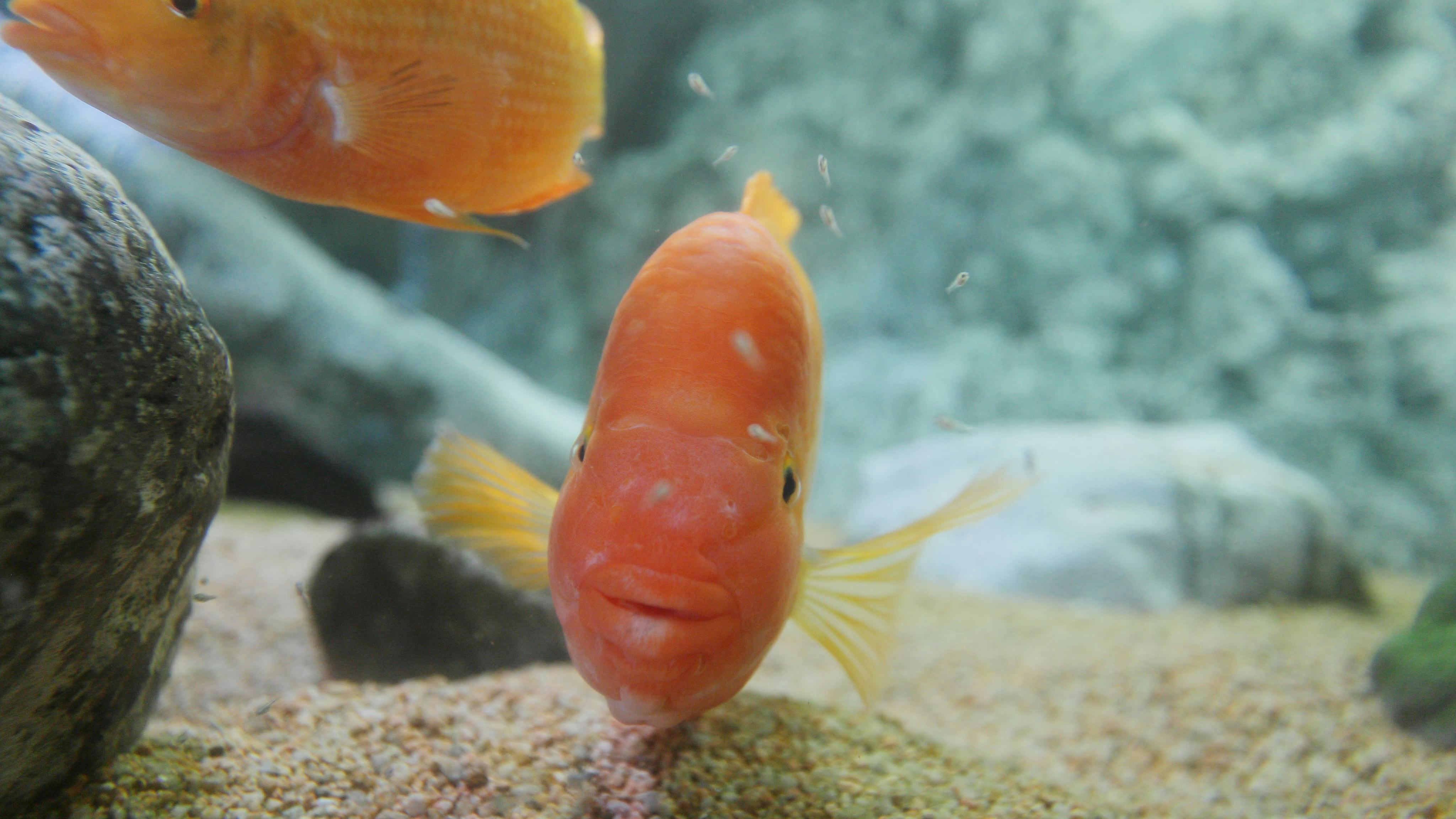 Discover midas-cichlid-fish, a story-driven footage | Artlist