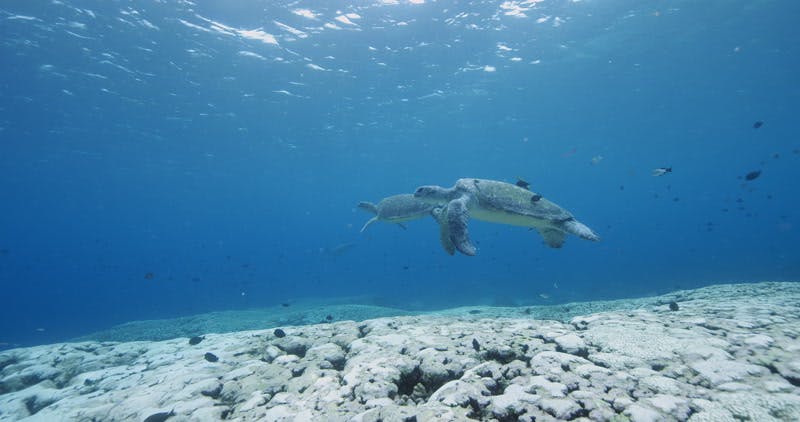 Shell, Underwater, Sea-turtle, Sea-turtles by David Diley – Stock ...