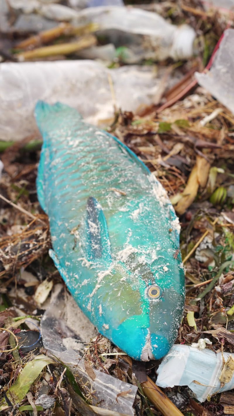 Fish, Trash, Plastic, Garbage by Daniel Stassen – Stock Footage | Artlist