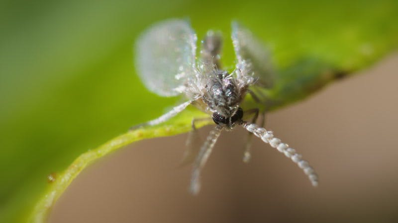 Biting Midges, Insect, Ceratopogonidae, Arthropods by Gentle Steps ...