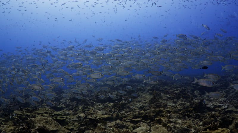 Coral Reefs, Shoal, Fish, Marine Life by Gilles Charvet – Stock Footage ...