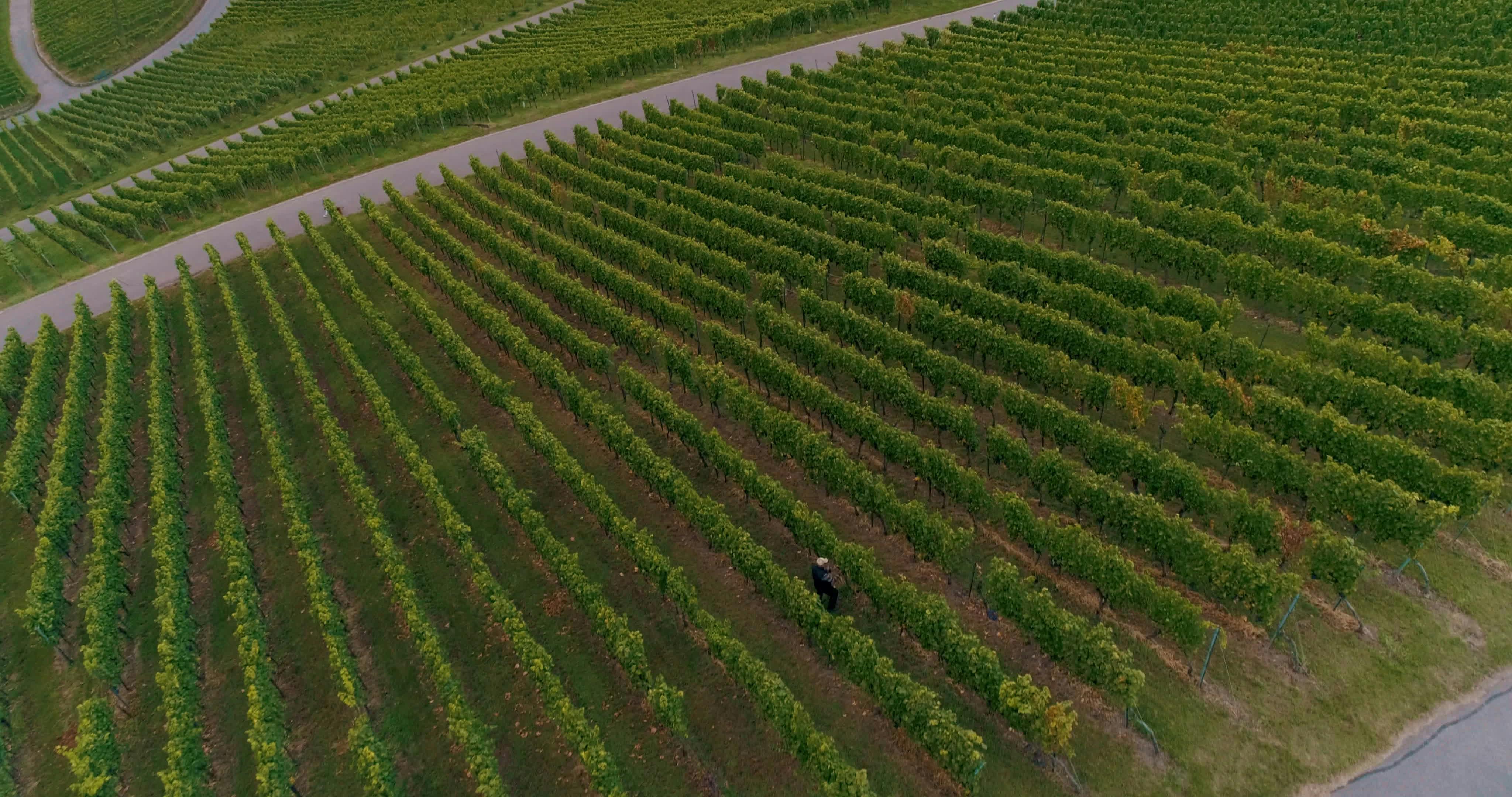 Discover grapevine-aerial, a story-driven footage | Artlist