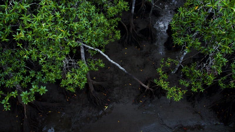 National Park, Swamp, Mud, Roots by Day's Edge Productions – Stock ...