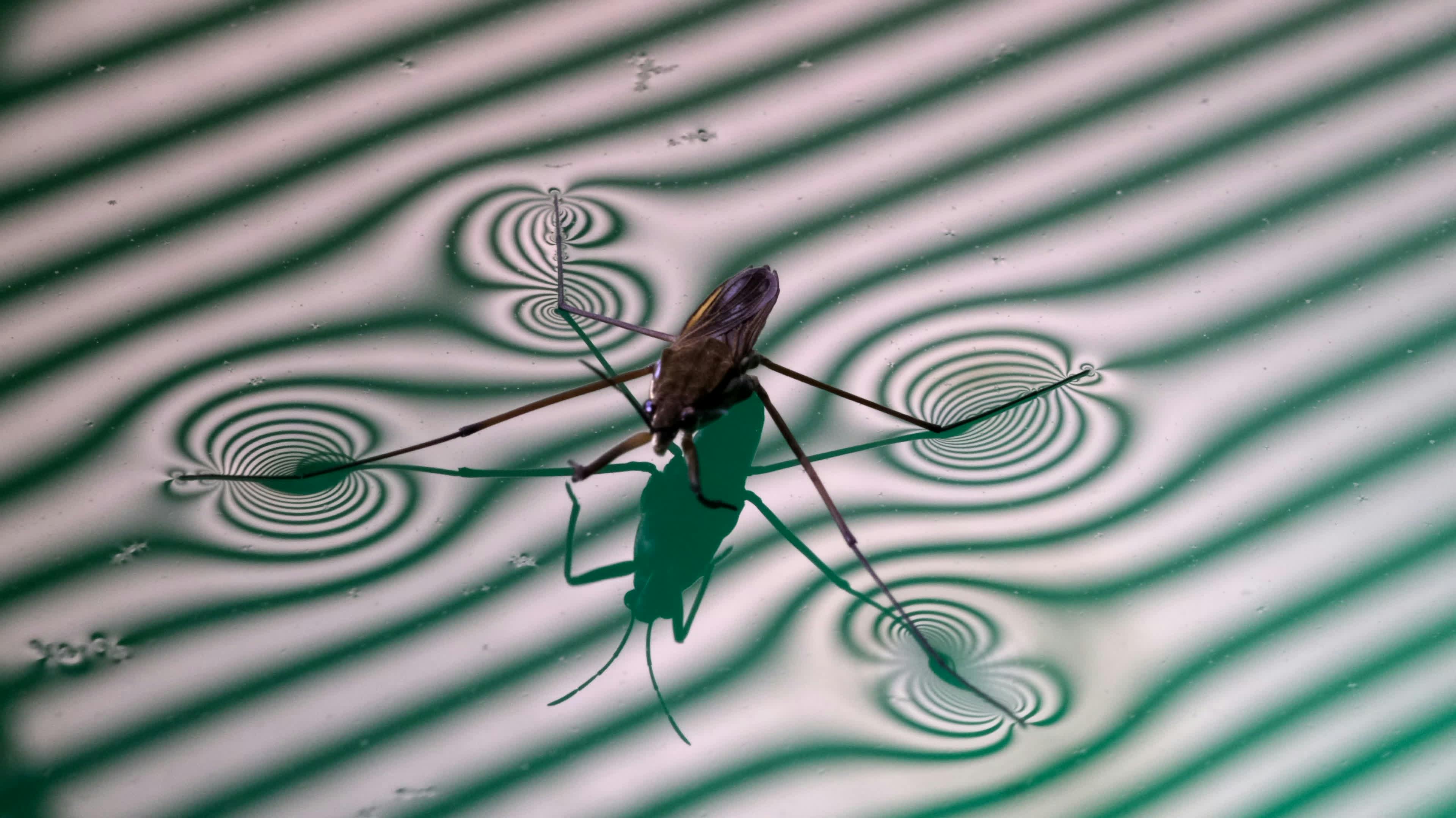 Discover water-strider-surface-tension, a story-driven footage | Artlist