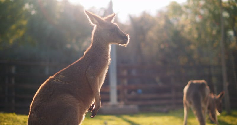 Kangaroo, Kangaroos, Roo, Wildlife by Monster Filmmakers – Stock ...