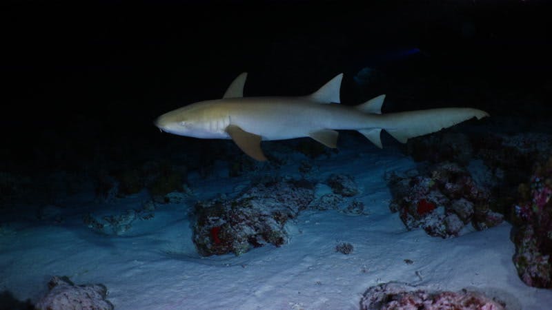 Sea, Coral Reefs, Nurse Shark, Shark by Gilles Charvet – Stock Footage ...