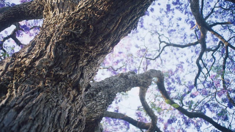 Treebark, Bark, Tree, Purple by Robbie Fatt – Stock Footage | Artlist