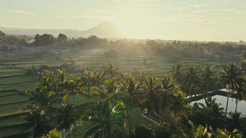 Plantations, Village, Bali, Palm Trees by Luca Epifani – Stock Footage ...