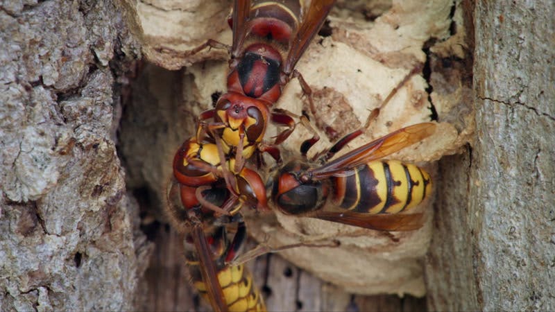 Thorax, Insect, Hornet, Wasp by Lukas Pich – Stock Footage | Artlist