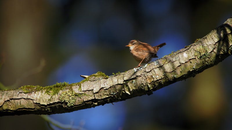 Eurasian-wren, Bird, Tree-branch, Song-bird by Lukas Pich – Stock ...
