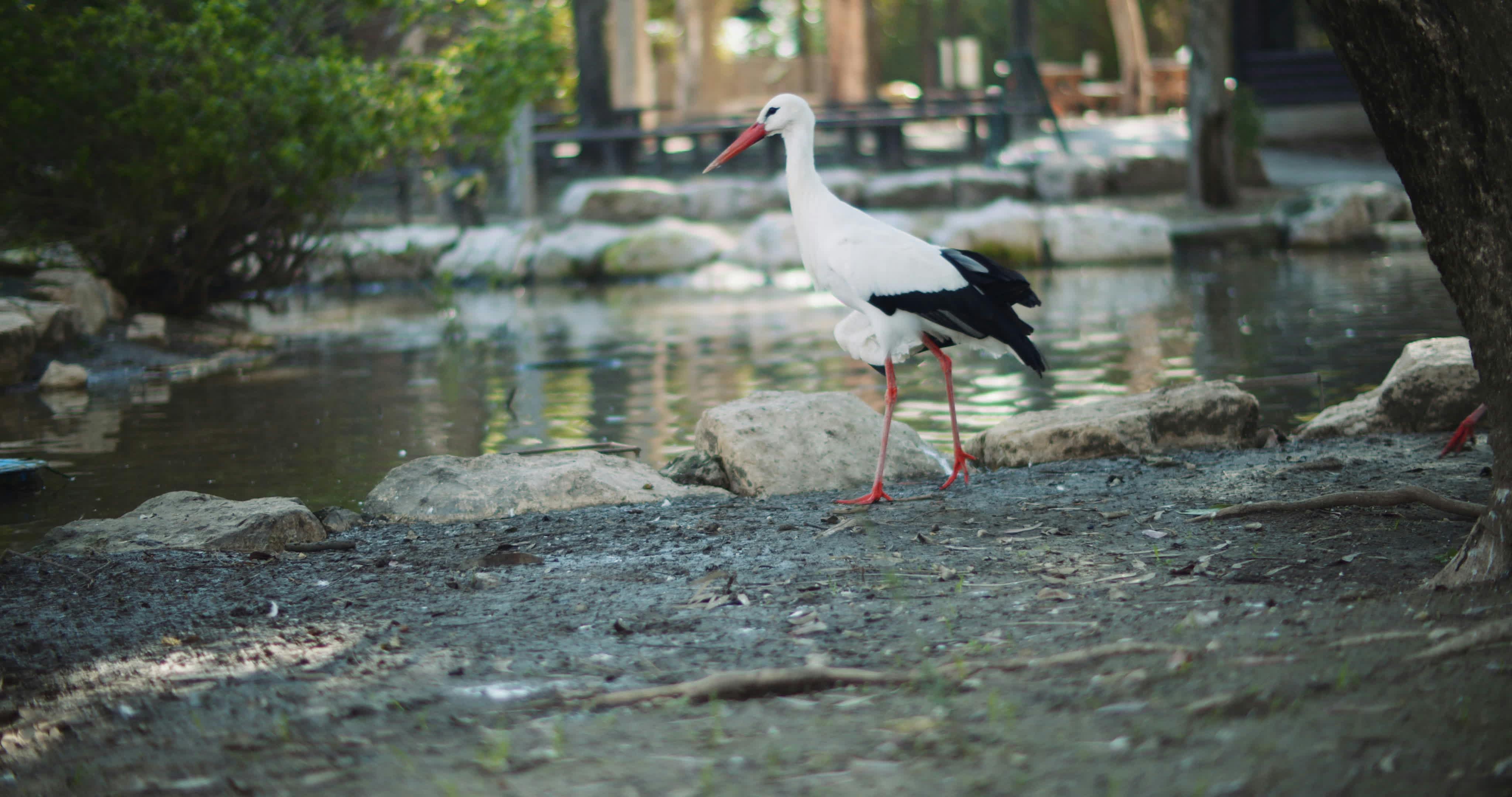 Discover lake-creatures, a story-driven footage | Artlist