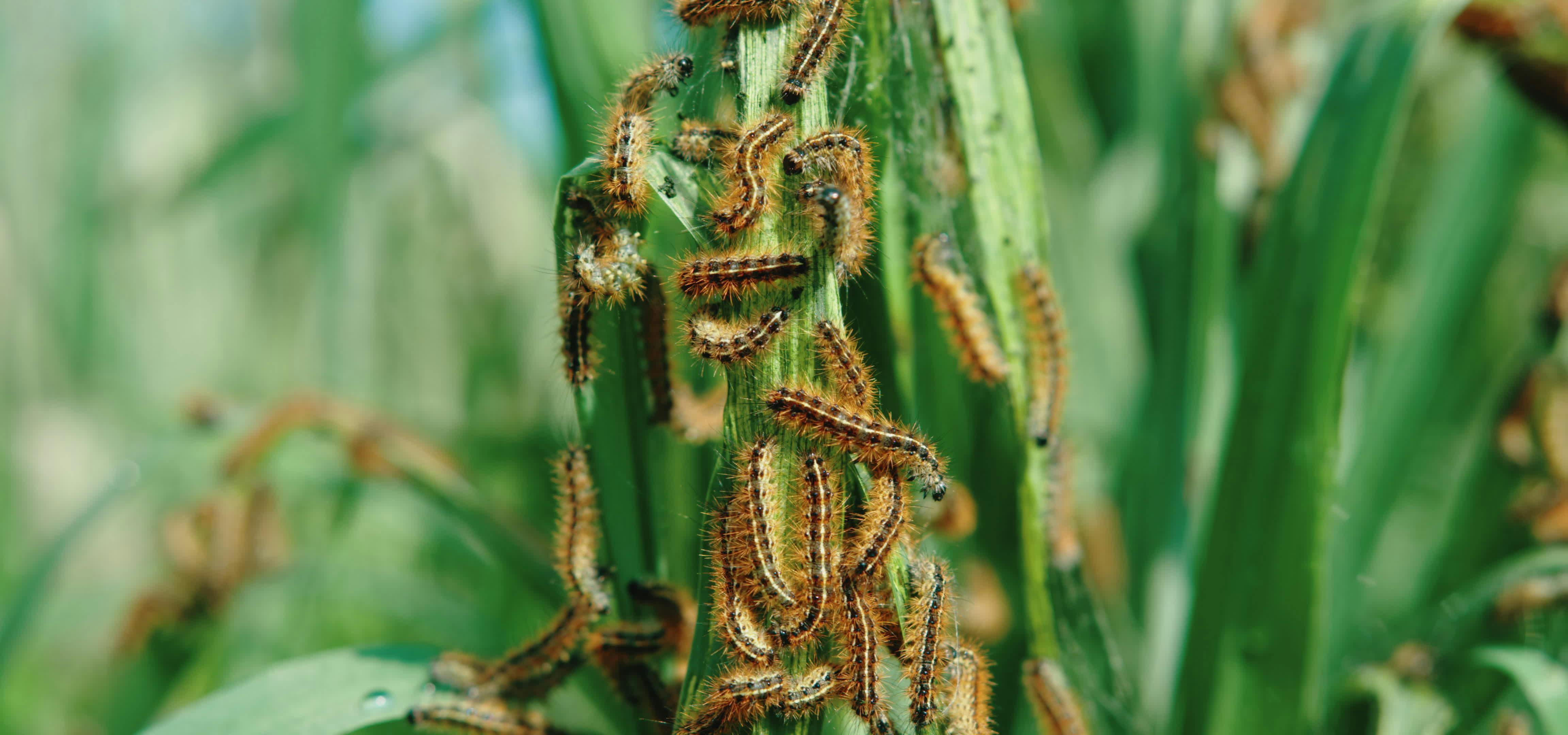 Discover insect-macro, a story-driven footage | Artlist