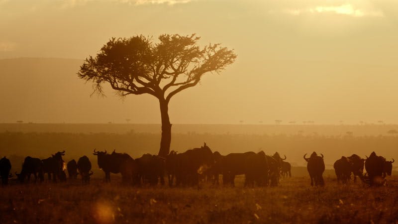 African Buffalo, Tree, Safari, Wildlife by Wind Collective – Stock ...