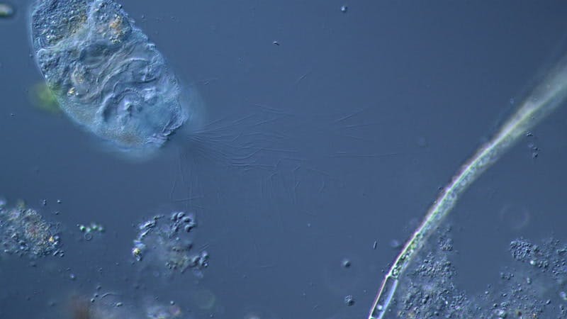 Microscope, Pseudocoelomate, Rotifer, Zooplankton by Benedikt Pleyer ...
