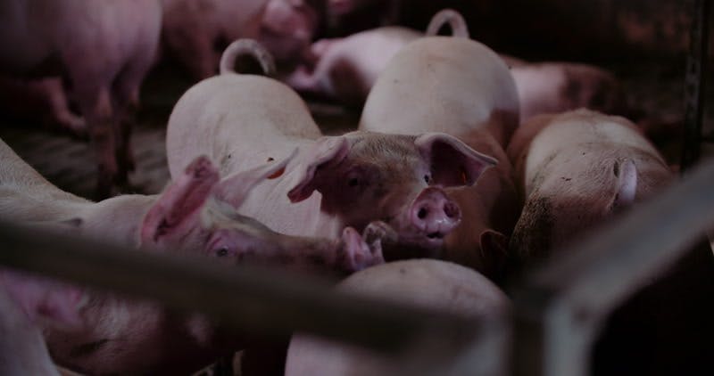Pigs, Livestock, Crowded, Meat Industry by Film spirits – Stock Footage ...