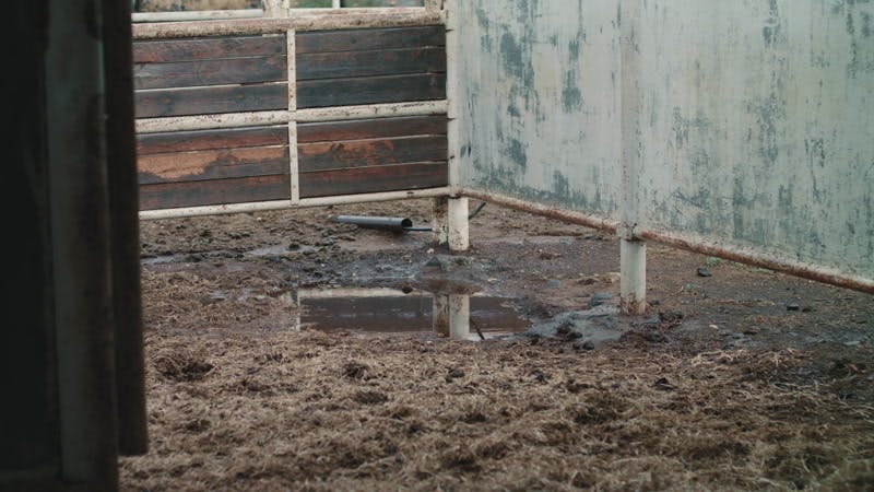 Farm, Ranch, Puddle, Barn by Ami Bornstein – Stock Footage | Artlist