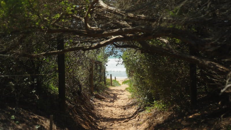 Beach, Sand, Path, Bush by Brad Kremer – Stock Footage | Artlist