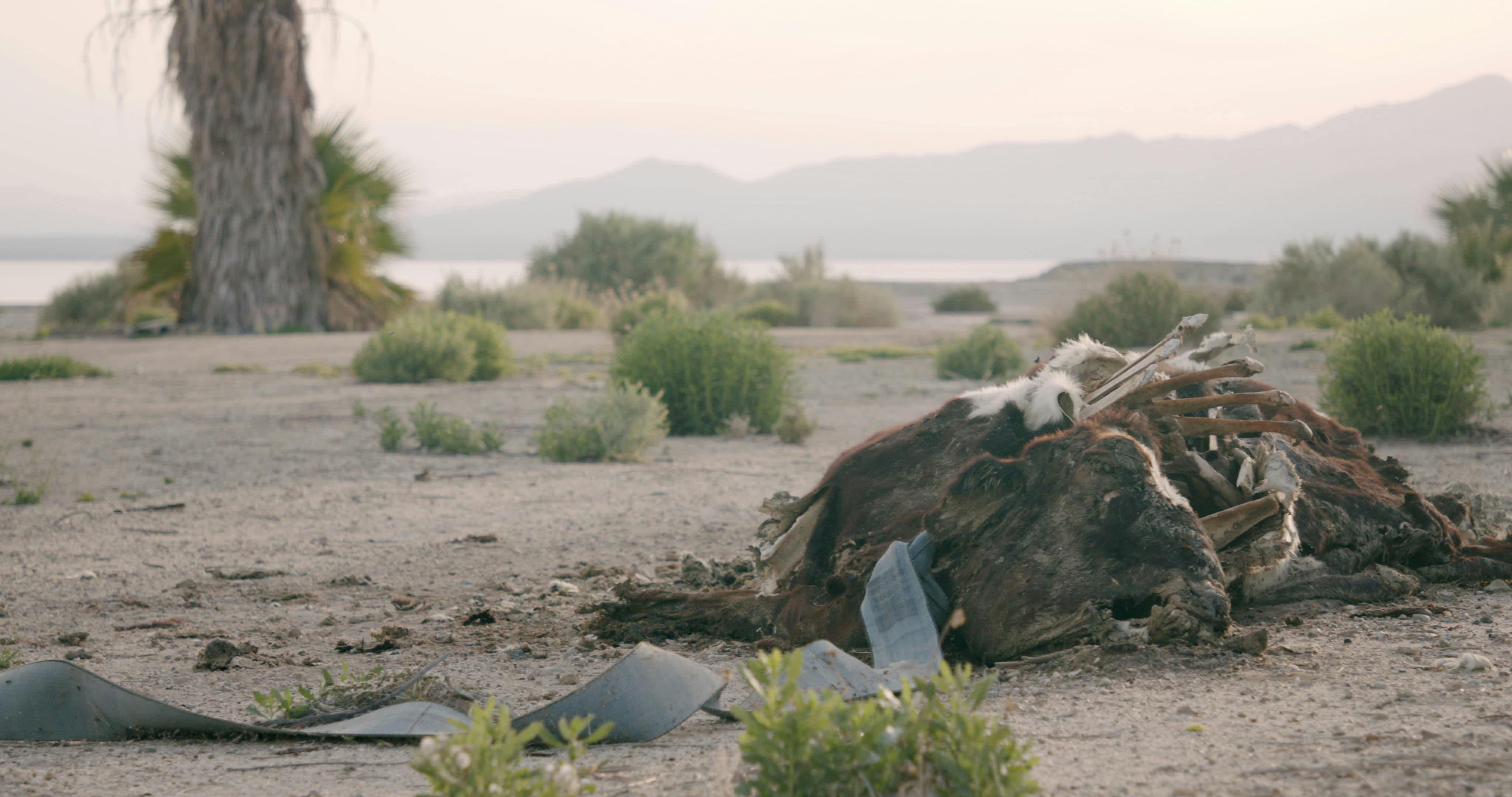 Discover Cow Carcass A Story Driven Footage Artlist