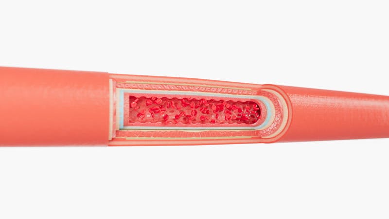 Vein, Animated, 3d, Artery by Happy Whale VFX – Stock Footage | Artlist