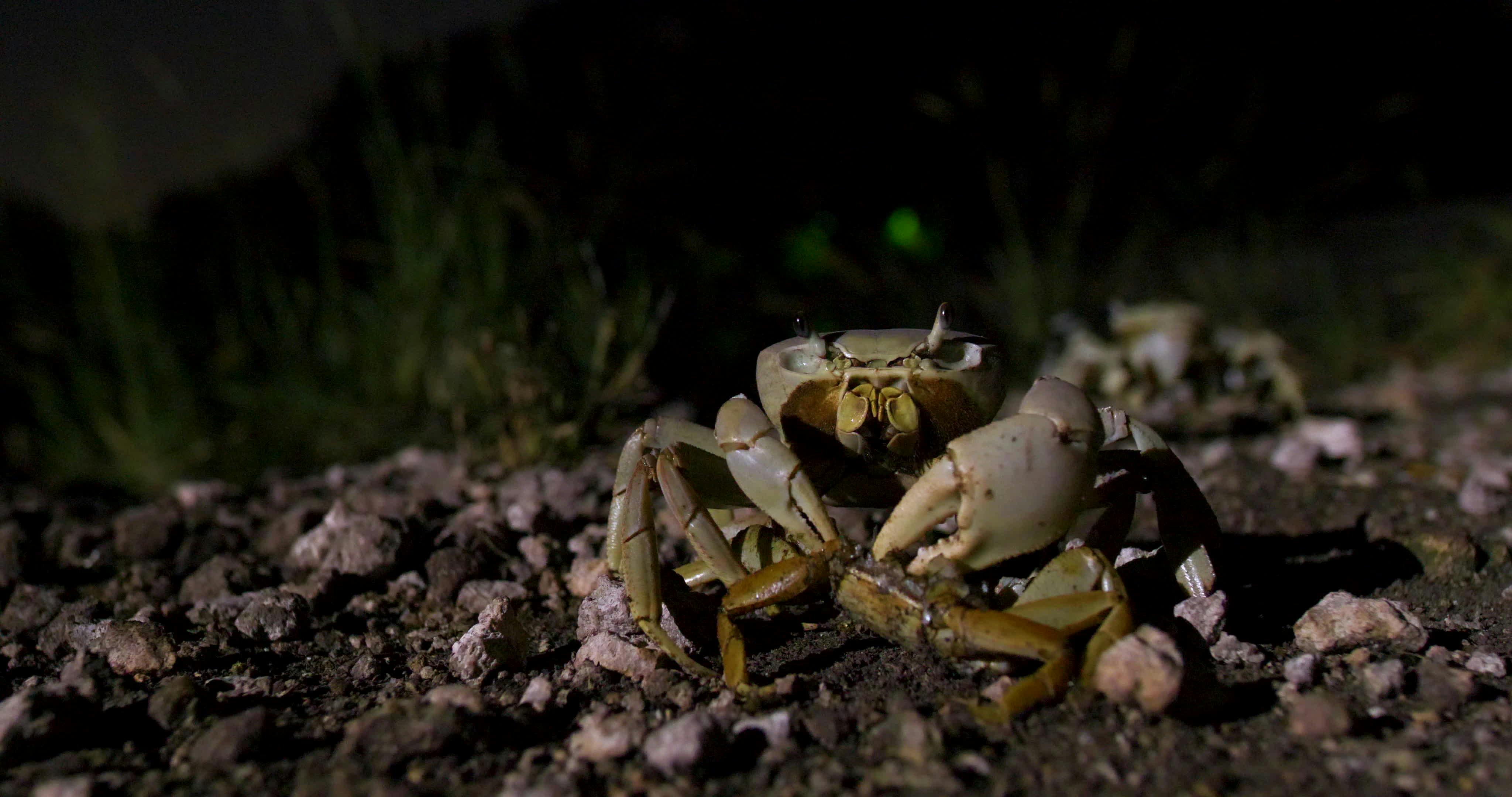 Discover crabs-at-night, a story-driven footage | Artlist