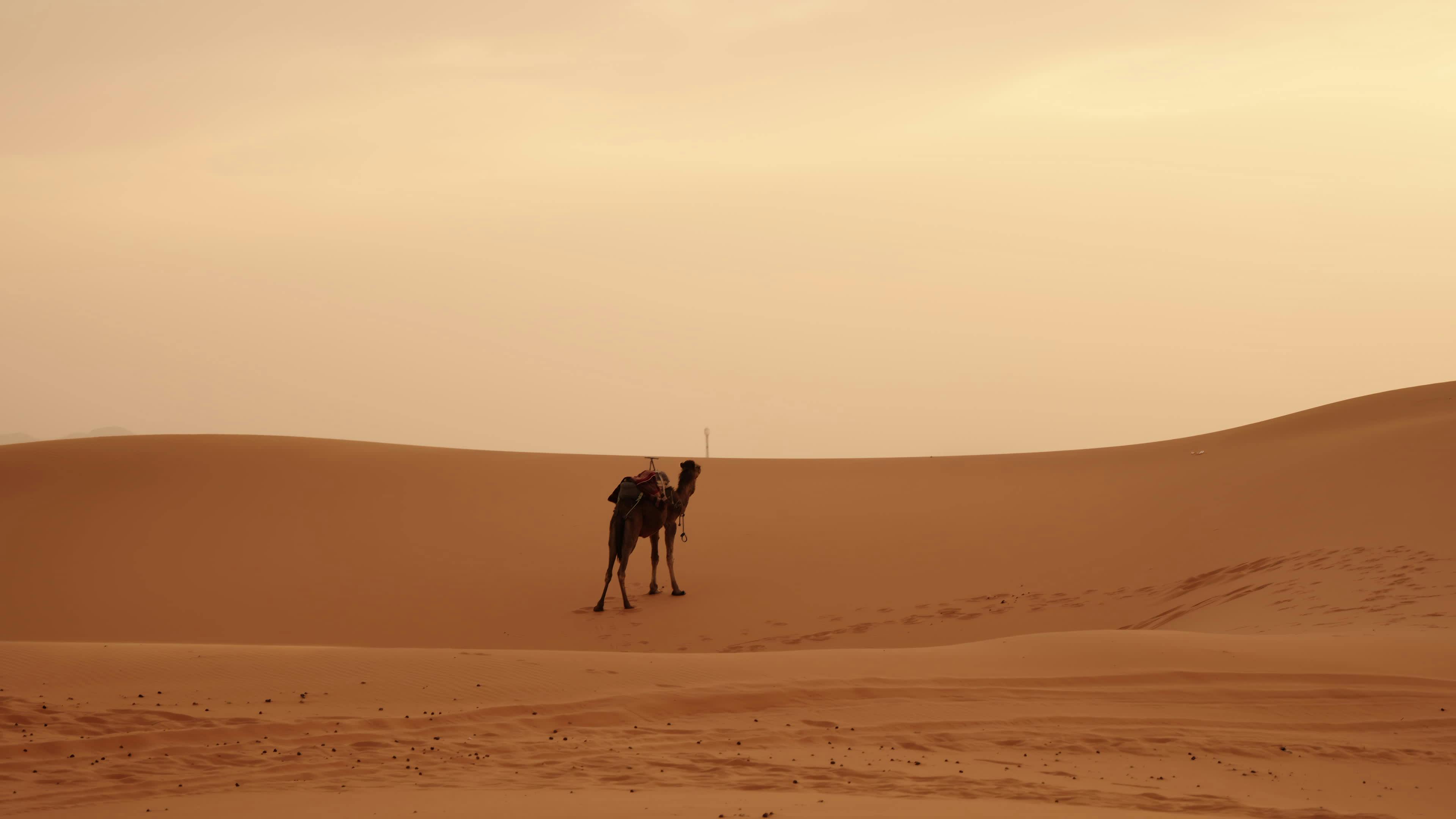 Discover life-in-the-sahara-desert, a story-driven footage | Artlist