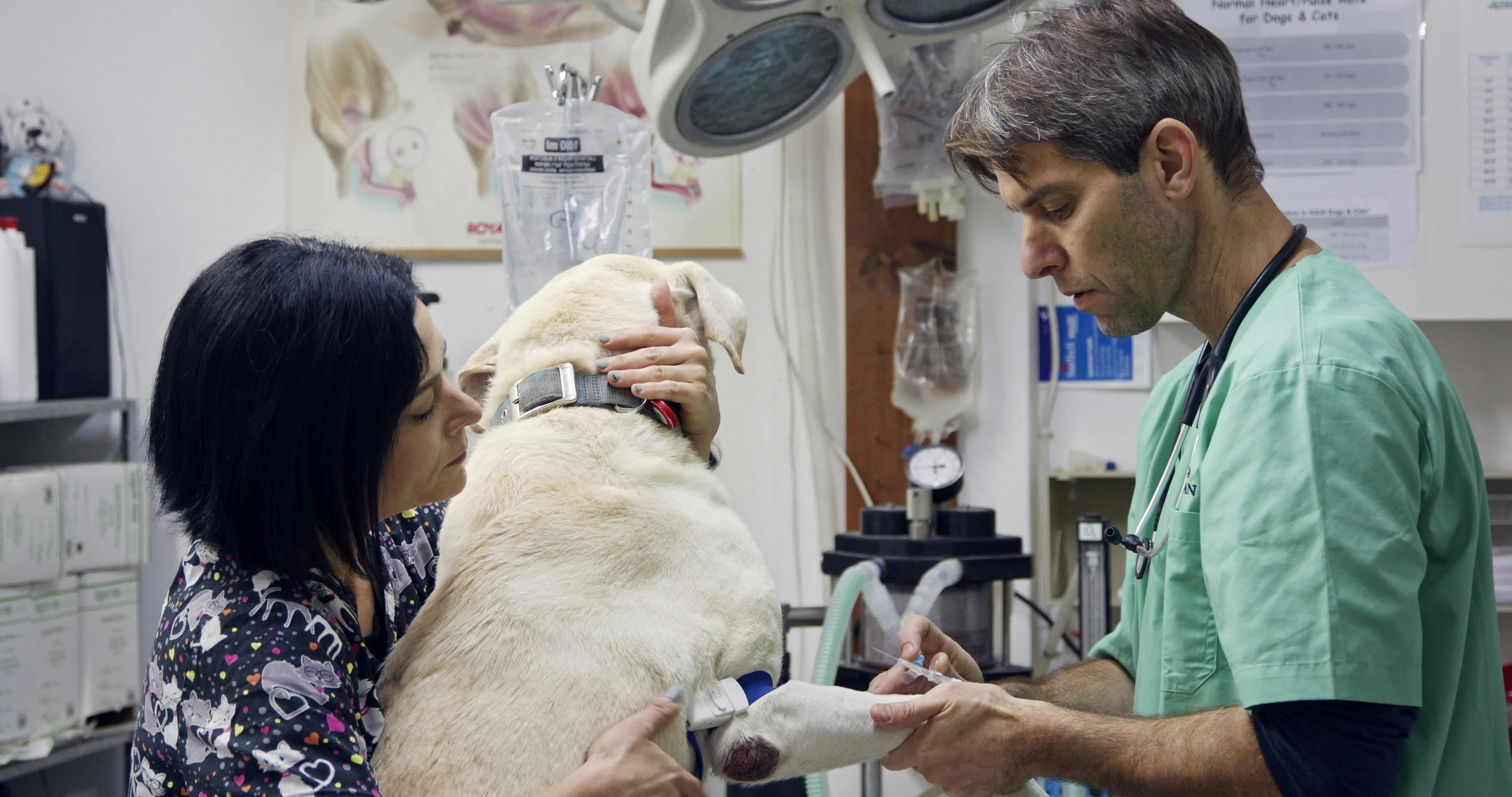 Discover the-vet, a story-driven footage | Artlist