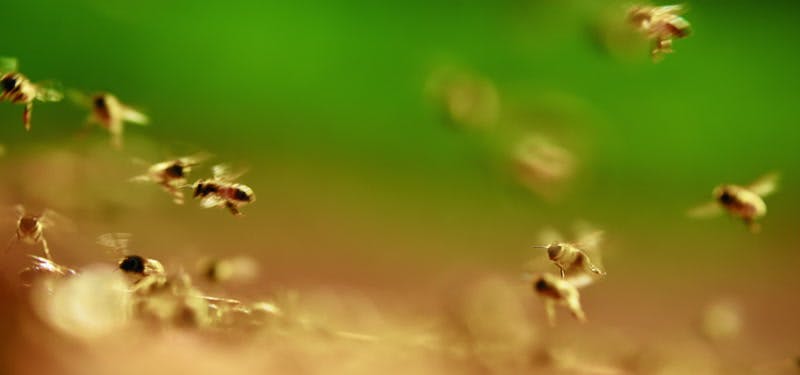 Honey, Colony, Hive, Insects by Omri Ohana – Stock Footage | Artlist