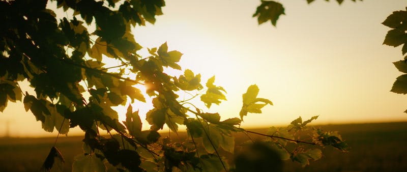 Lens Flare, Golden Hour, Leaf, Branch by Igor Tichonow – Stock Footage ...