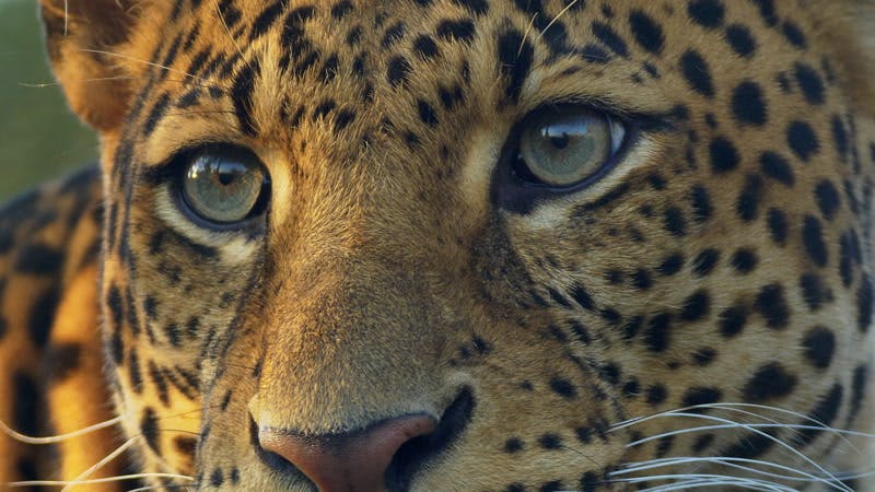 Leopard, Beast, Detail, Feline by Lukas Pich – Stock Footage | Artlist