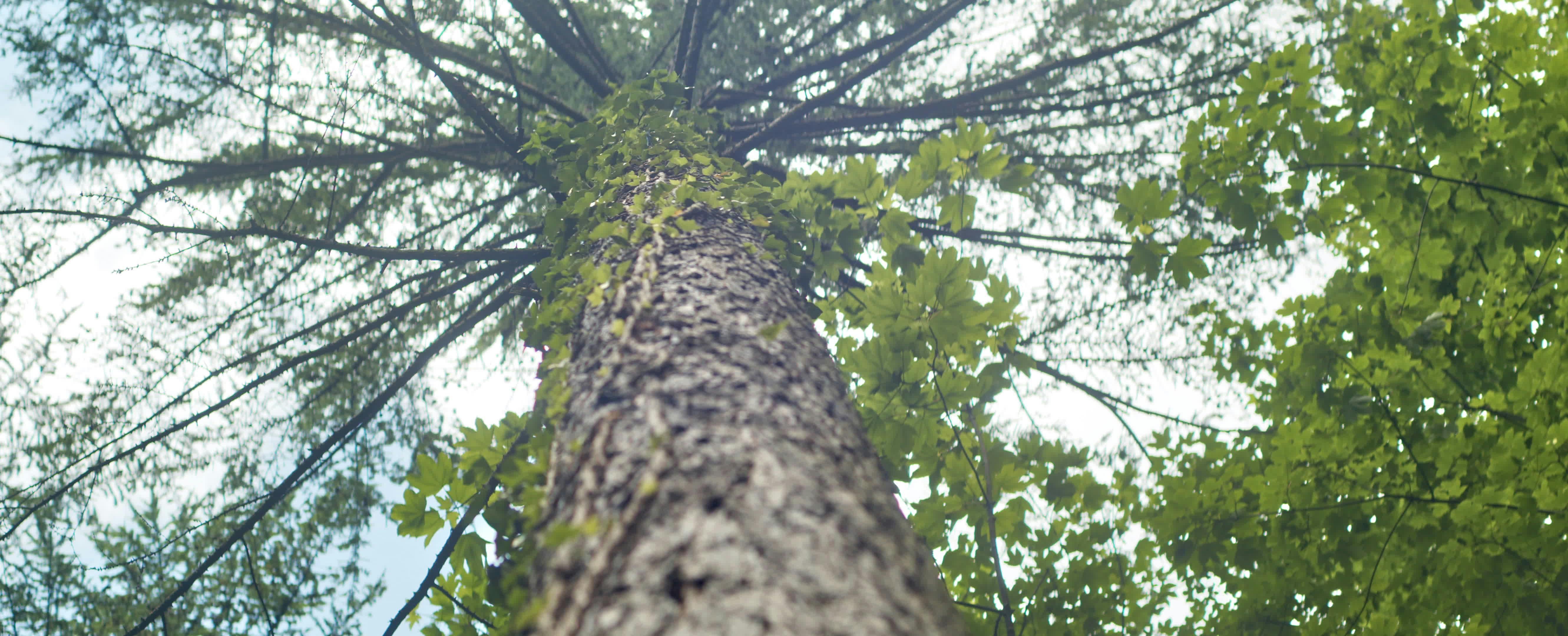 Discover sunny-forest, a story-driven footage | Artlist